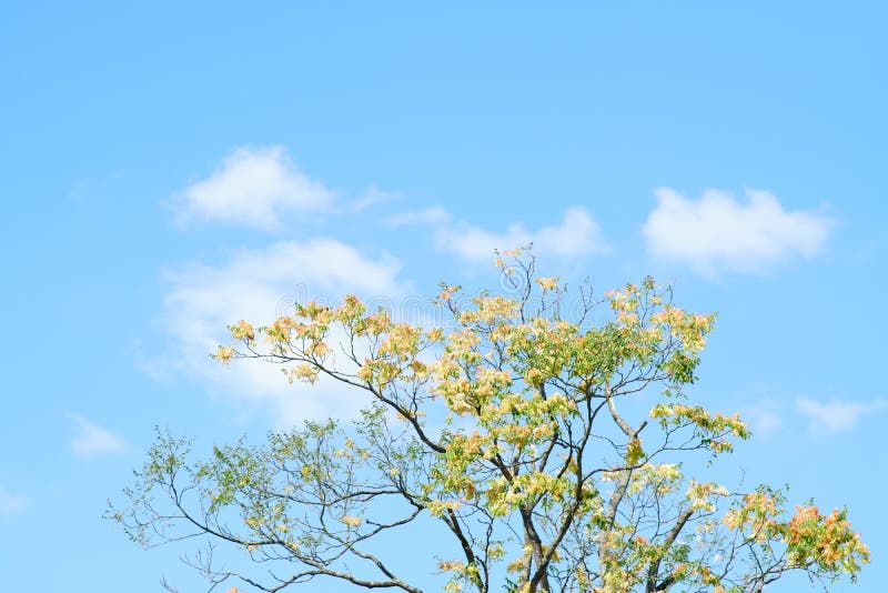 Treetop Staghorn Sumac in Front of Blue Sky Stock Image - Image of ... Treetop Staghorn Sumac in Front of Blue Sky Stock Image - Image of ...