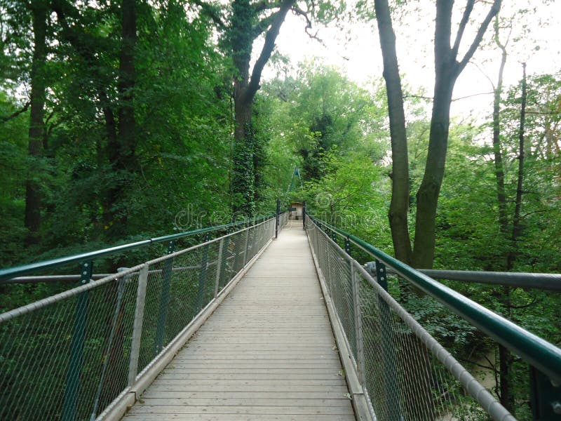 Treetop suspension bridge stock image. Image of treetop - 49642421