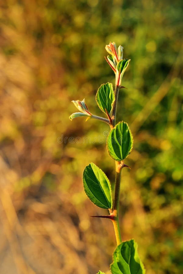 Treetop stock photo. Image of forest, foliage, leaf, space - 86710826