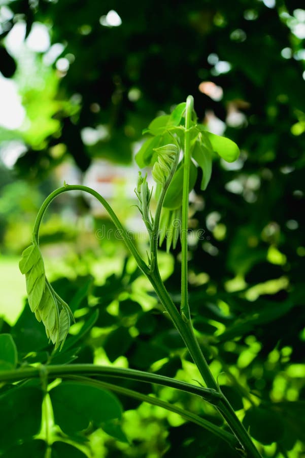 Treetop stock photo. Image of holiday, leaves, branch - 96369452