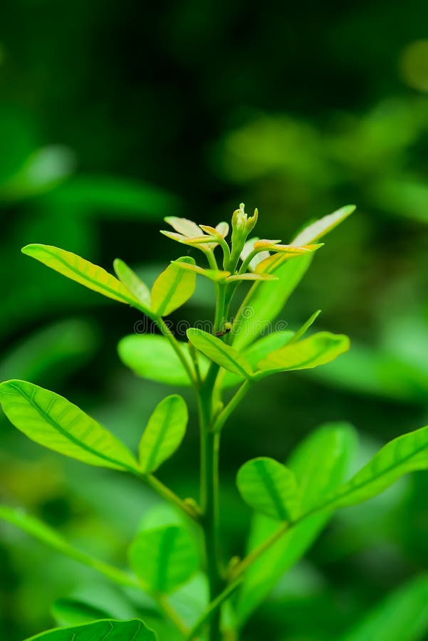Treetop stock photo. Image of outdoor, tree, branch, foliage - 96723914