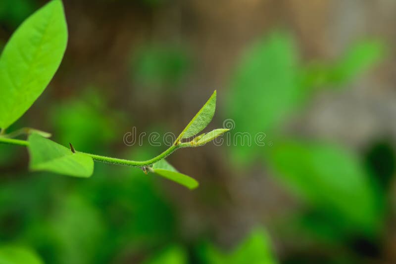 Treetop stock photo. Image of branch, outdoor, natural - 97500248