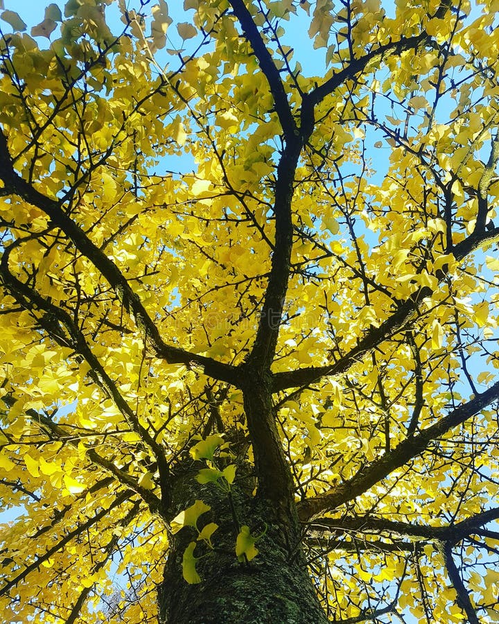 Treetop stock photo. Image of beautiful, treetop, colors - 104139806