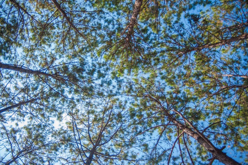 Treetop stock photo. Image of leaves, environment, backgrounds - 49775300