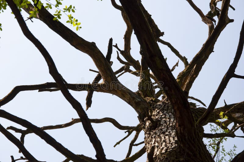 Treetop Twig in Spring. Treetop of Forest Tree. Branch of Tree Top ...
