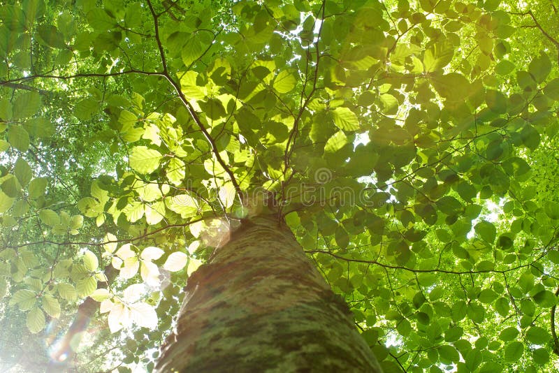 Treetop view from below stock image. Image of shadow - 169734741