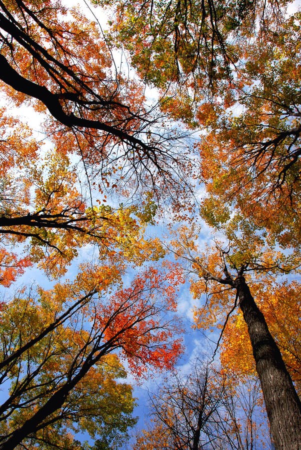 Treetops stock image. Image of fall, beautiful, beauty - 1379271