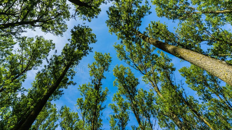 High treetopsin forest stock photo. Image of sunlight - 142533798