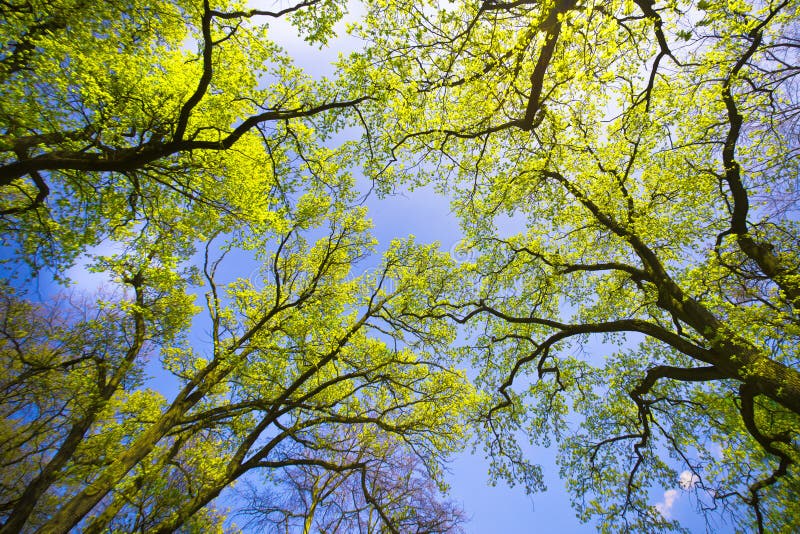Treetops stock photo. Image of lush, beauty, countryside - 14891384