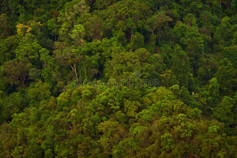 Treetops stock image. Image of tropical, scenics, forest - 26961561