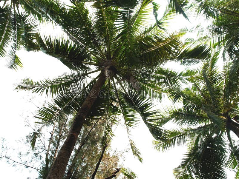 Treetops stock image. Image of feather, perennial, scenic - 38286817