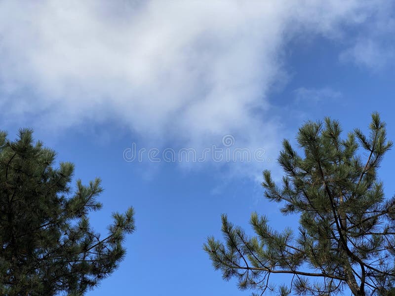 Treetops Against the Blue Sky Stock Photo - Image of beautiful ...