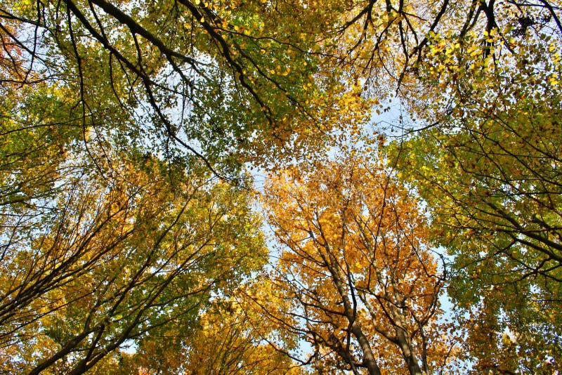 Treetops in autumn stock photo. Image of high, perspective - 28926986