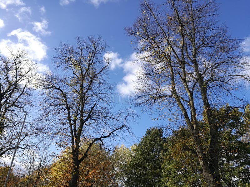 Treetops in Autumn. stock image. Image of trees, autumn - 80094377