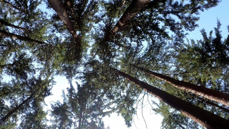 Treetops of Conifers Sway in the Wind in Wide Angle Bottom-up Shot ...