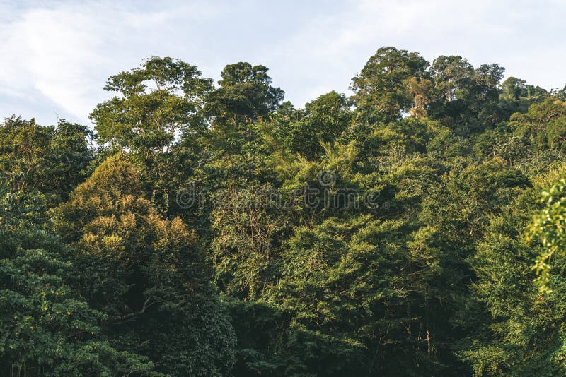Tree Tops of Dense Tropical Rainforest during Sunrise in Lenggong ...
