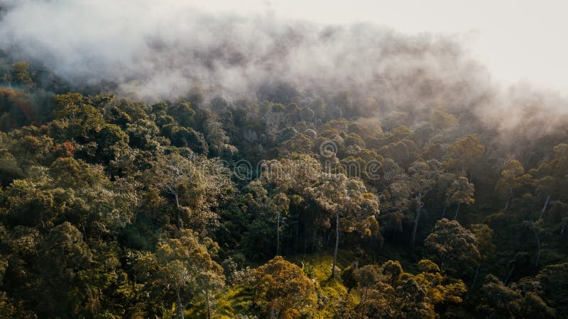 Treetops of Dense Tropical Rainforest during Sunrise in Lenggong, Perak ...