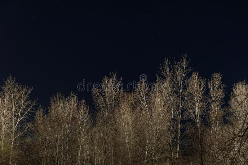 325 Treetops Night Sky Stock Photos - Free & Royalty-Free Stock Photos ...
