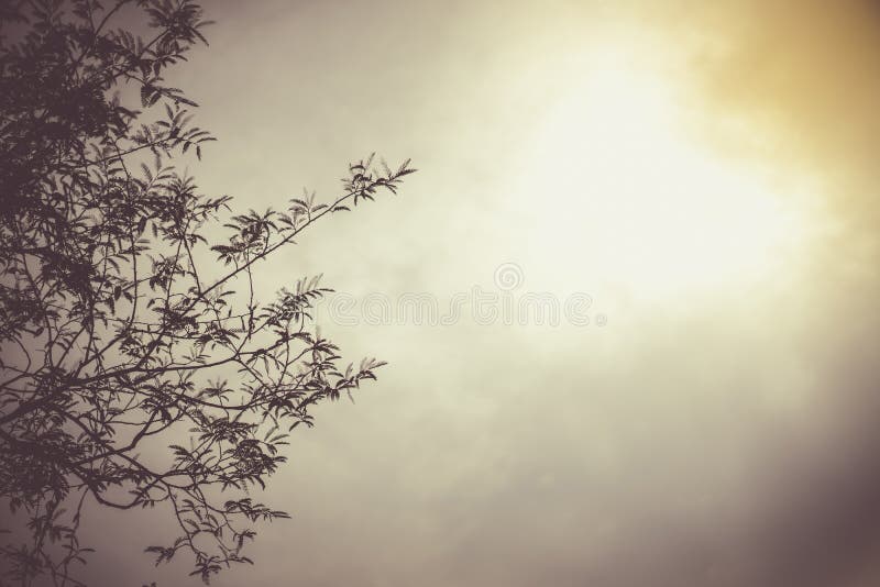 Treetops on the Evening Sky. Stock Image - Image of view, people: 83854301
