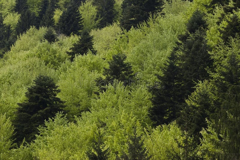 Treetops in a Forest in Autumn Stock Photo - Image of colors, colorful ...