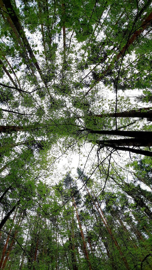 Treetops In A Forest In Autumn Stock Photo - Image of colors, colorful ...