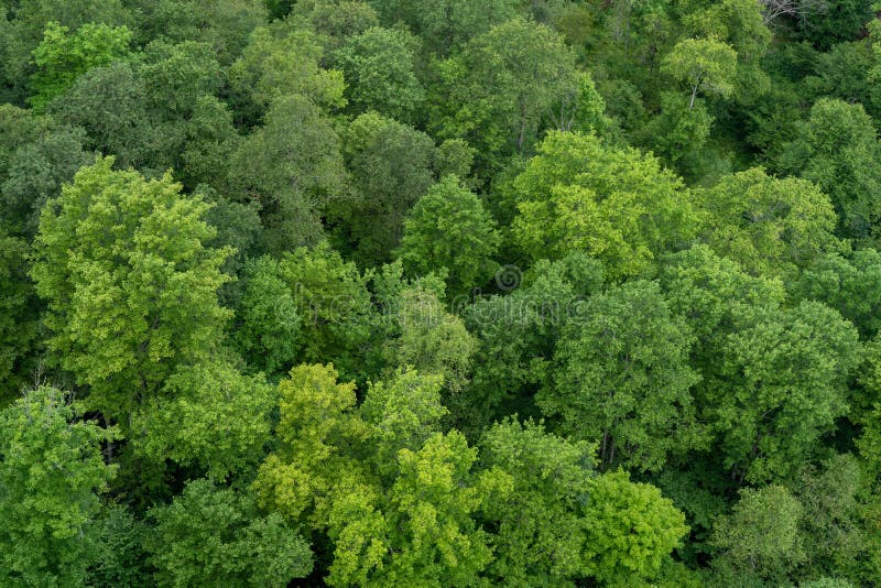 Treetops in the Forest stock photo. Image of landscape - 197966998