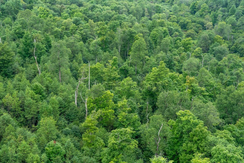 Treetops in the Forest stock photo. Image of forest - 207895808