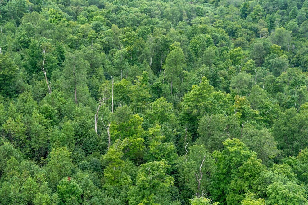 Treetops in the Forest stock photo. Image of forest - 207895808