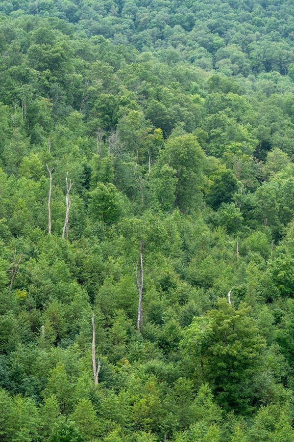 Treetops in the Forest stock photo. Image of outdoors - 207895824
