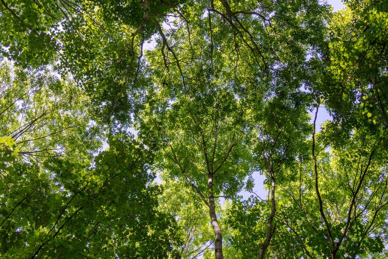 Treetops stock image. Image of tree, sunlight, looking - 42572507