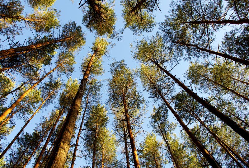 Treetops stock image. Image of natural, forest, landscape - 55100921