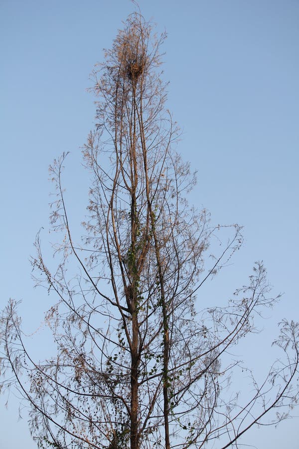 Treetops with Leafless Trees Stock Photo - Image of leafless, abstract ...