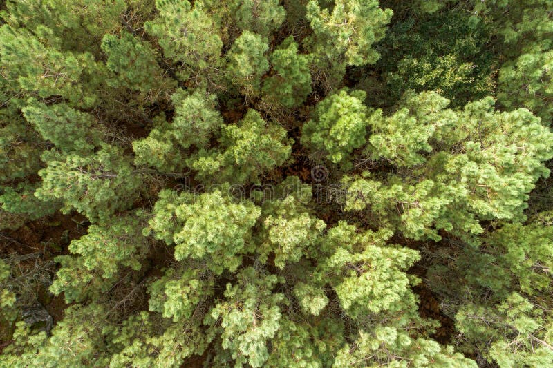 Treetops in a Pine Forest, Top View with Drone Stock Photo - Image of ...