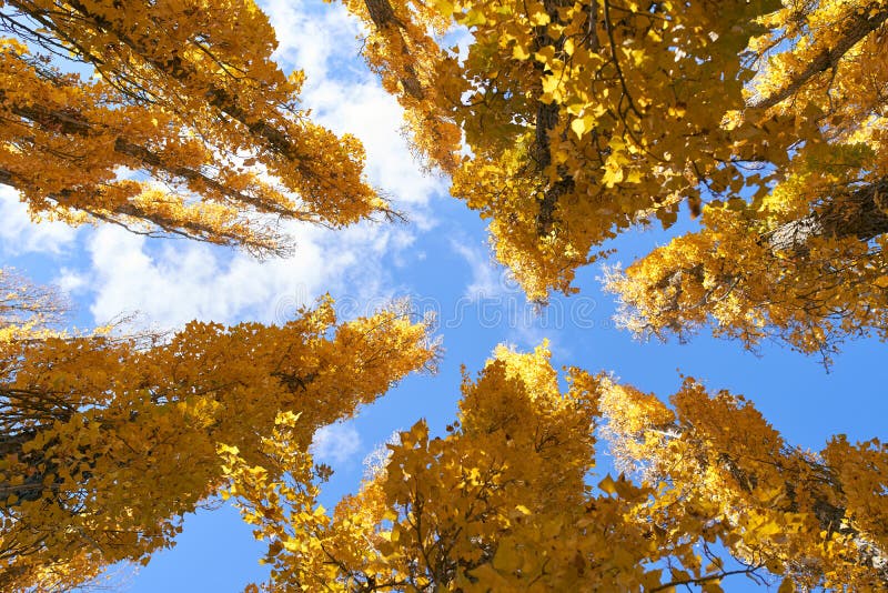 Treetops Seen from Below with Autumn Colors Stock Image - Image of ...