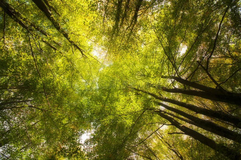 Treetops Seen from Below with Green Leaves Stock Image - Image of leafy ...