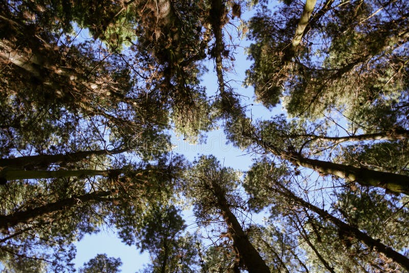 Treetops Seen from Below in a Pine Forest Stock Photo - Image of blue ...