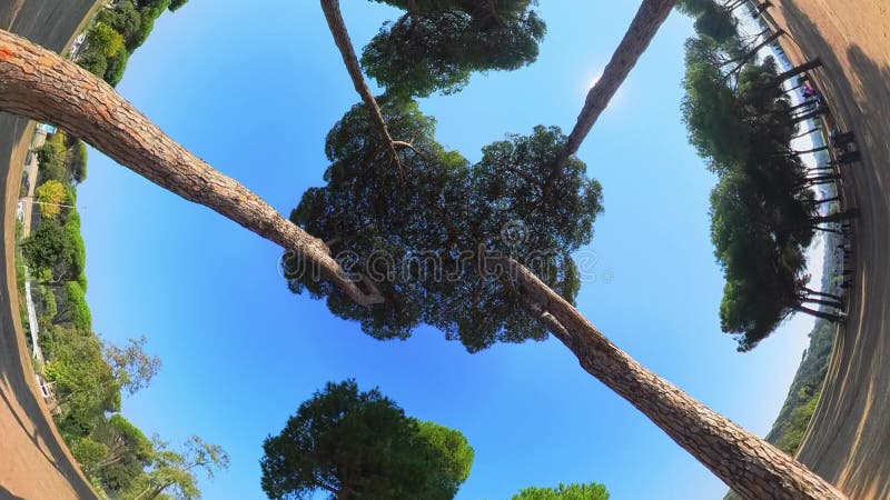 Treetops seen from below stock footage. Video of nature - 293368932