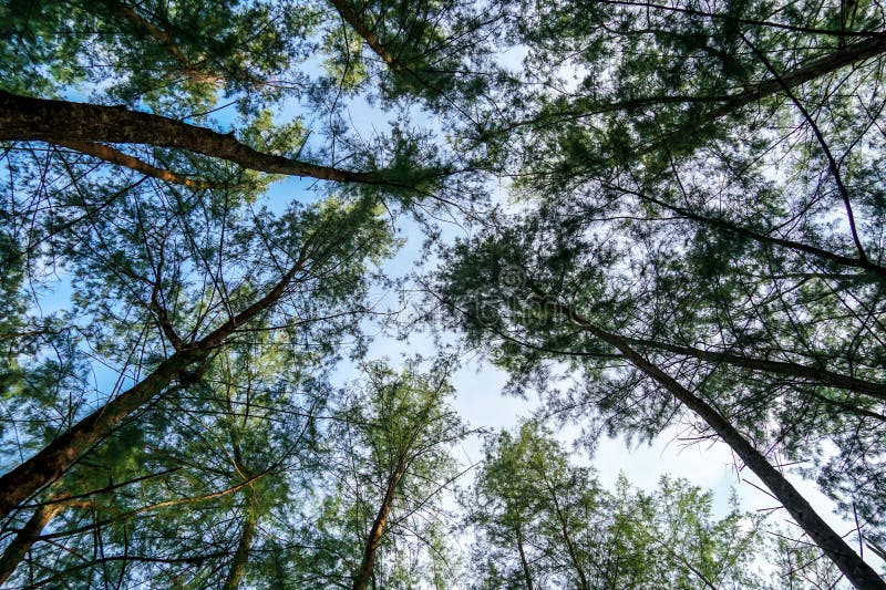 Treetops Seen from a Low Angle. the Spring Green Beech Forest Seen from ...