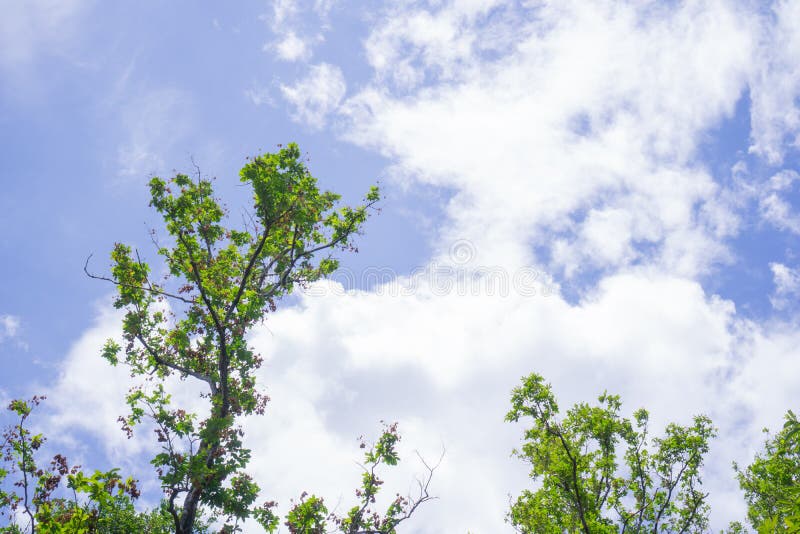Treetops and sky stock photo. Image of high, natural - 185535854