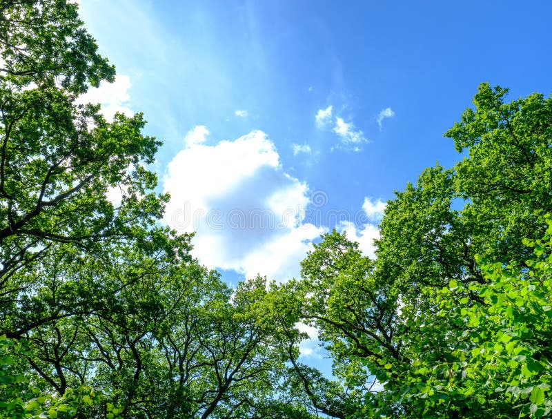 Treetops in the sky stock image. Image of seasons, treetops - 97421583