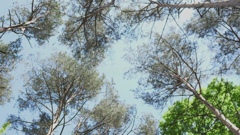 Treetops Spring Background Blue Sky Stock Video - Video of season ...