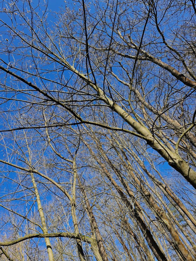 Treetops in Spring Sunny Morning Stock Image - Image of park, branches ...
