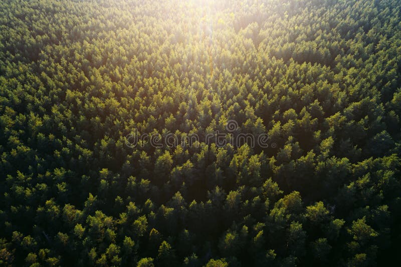 Treetops at sunset stock image. Image of nature, ecology - 247045261