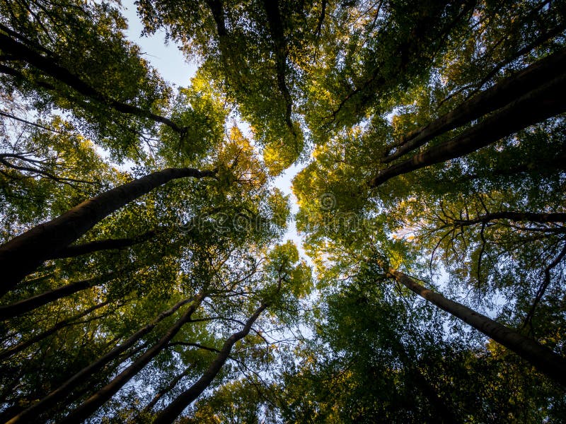 Treetops stock image. Image of summer, woods, center - 47785163
