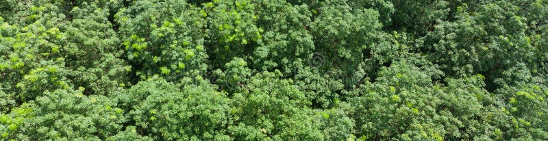 Treetops in a Tropical Forest that is Blown by the Wind in the Summer ...