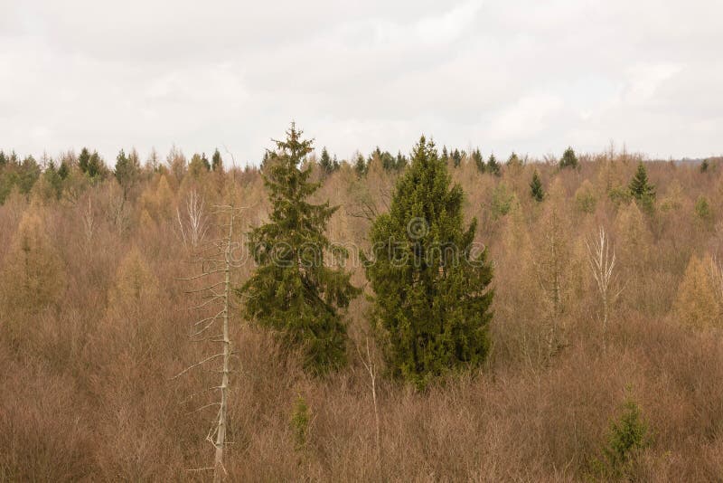 Treetops stock photo. Image of treetop, white, travel - 70008674