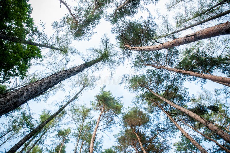 Treetops View with Perspective Stock Image - Image of tree, treetops ...