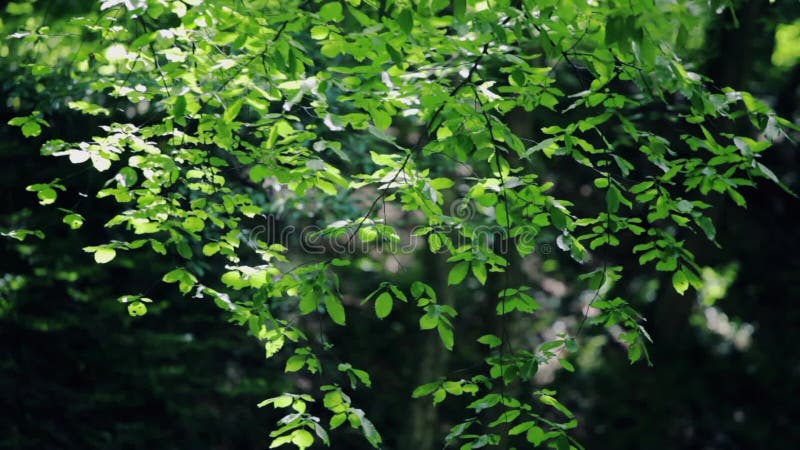 Treetops waving at wind stock footage. Video of backlit - 243603190