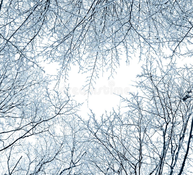 Snow on Treetops Against the Deep Blue Sky Stock Image - Image of ...