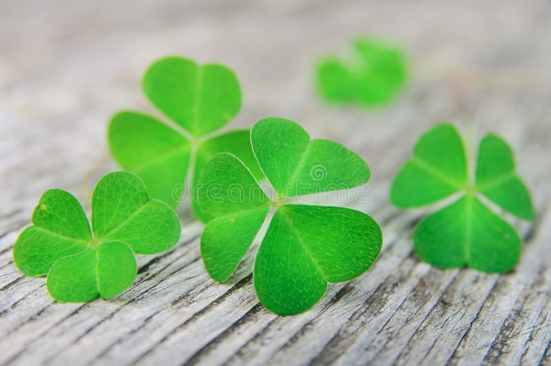 Trefoil stock photo. Image of fortune, good, green, plant - 10926372